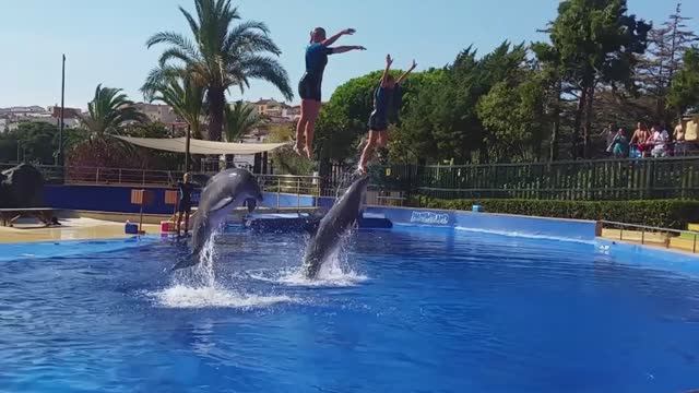 Потрясающее шоу дельфинов в Испании