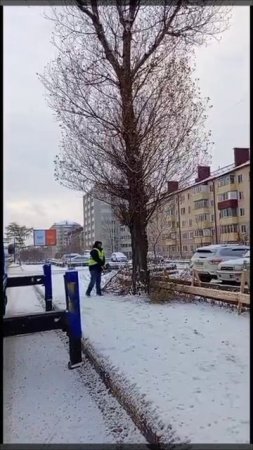 Кронируем деревья в Южно-сахалинске 🌳 #shorts #65 #49 #42 #сахалин #природа