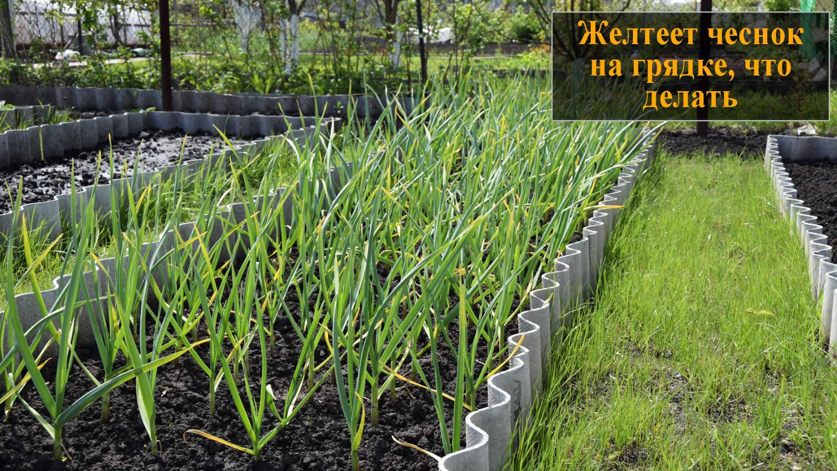 Чеснок желтеет весной что делать