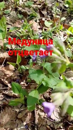 дорога ложка к обеду