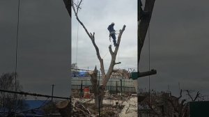 Снос дерева в Советском районе Саратовской области специалистом/арбористом