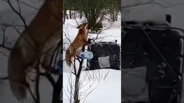 Лисичка - Синичка ))))
