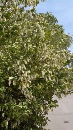 Черемуха зацвела / The bird cherry blossomed