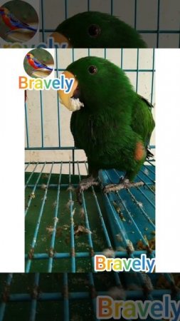 beautiful and lovely green parrot