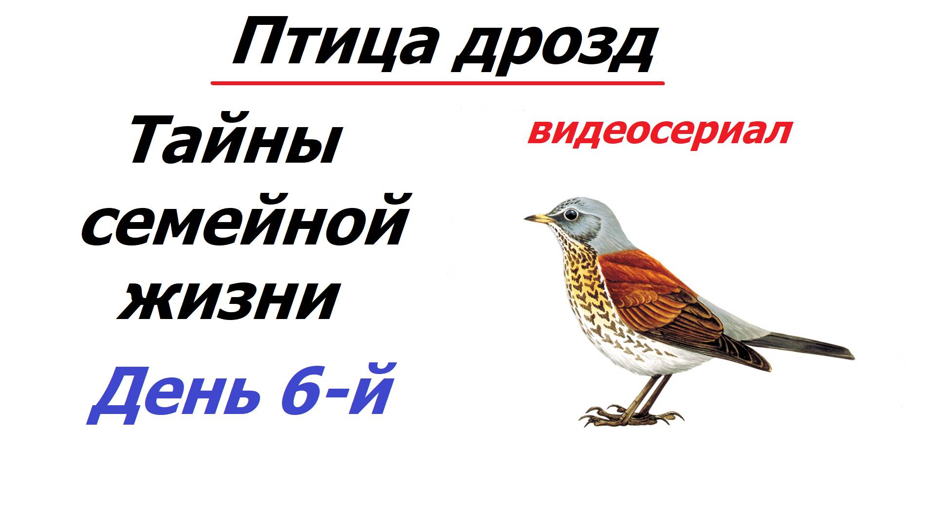 История одной птичьей семьи. День 6-й. Сериал