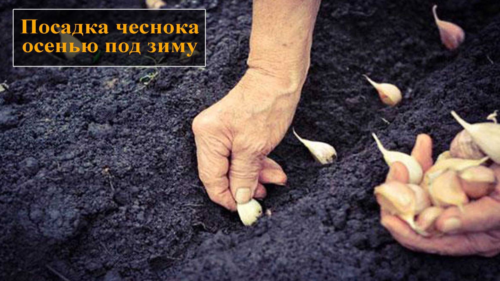 Посадка чеснока осенью под зиму