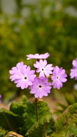 primrose #flowersgarden #naturalflowers #plant #nature #flowers #natureflowers #flowergardening