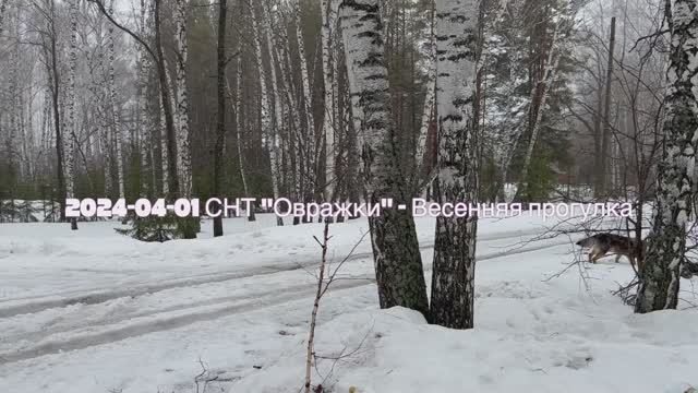 2024-04-01 СНТ "Овражки" - Весенняя прогулка - HD 1080p