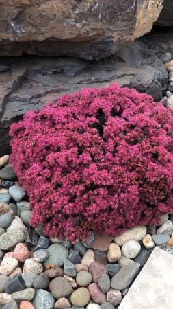 Bee's on Sedum Dazzleberry