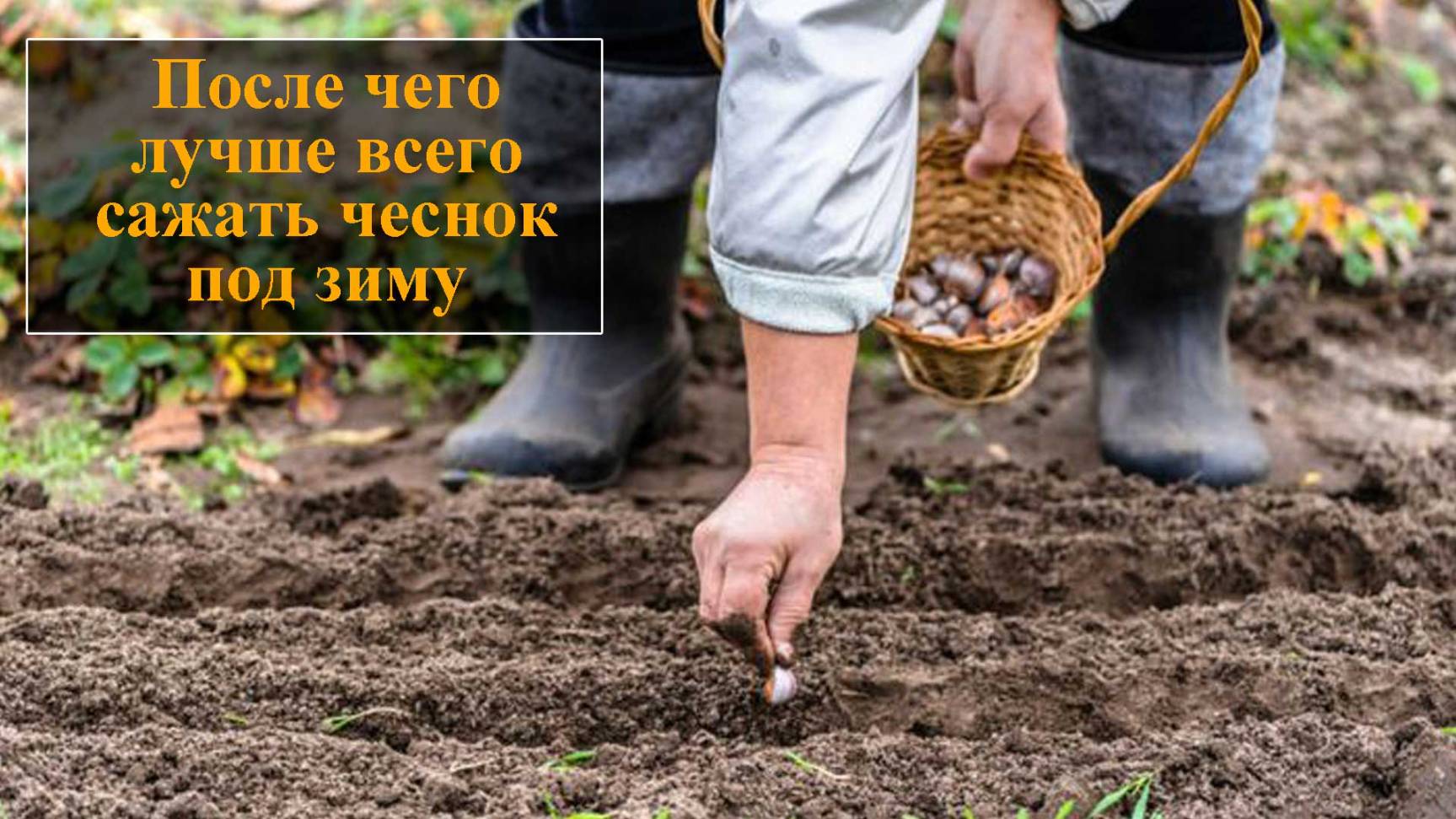 После каких культур можно сажать чеснок