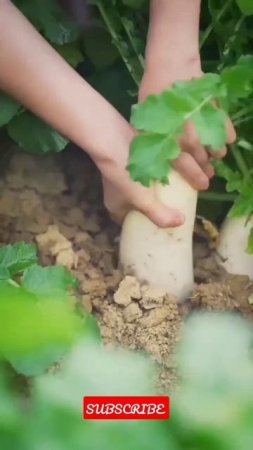 white radish #radish #shorts