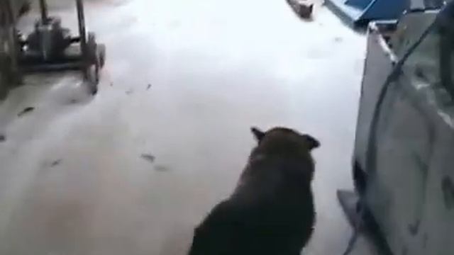 Изготовление шестерни долбяком  Зубодолбление