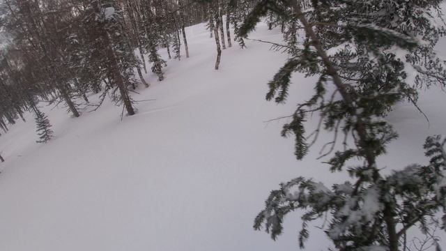 6. Лобковый лес