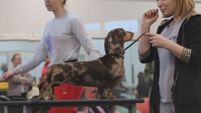 Gordost Pitera iz Strani Grez   10 months