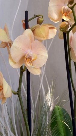 Африканский закат или Карина 🧡 в наличии https://vk.com/worldandorchids