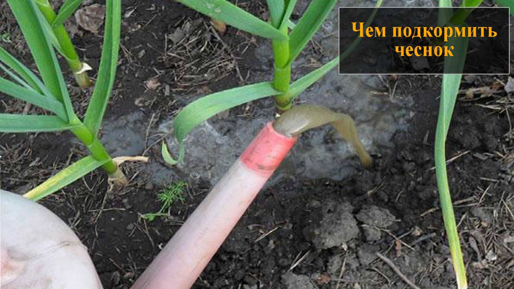 Чем подкормить чеснок