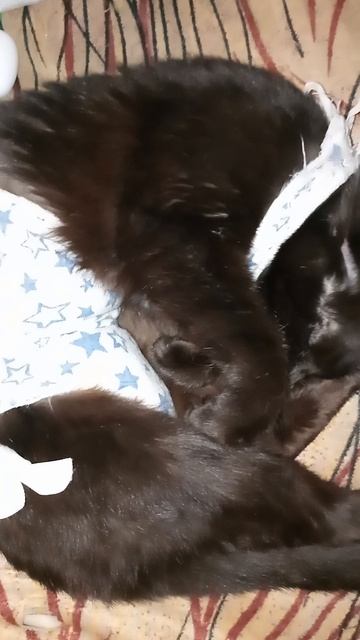 17.02.25- моя любимая кошечка 🐱 девочка ❤️ VID202502172208275-
