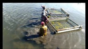 LATO (SEA GRAPES) HARVESTING