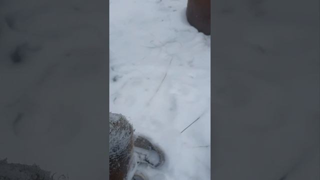 Выездная на рысаке,сломали пополам хомут