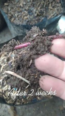 Bloodleaf Propagation | 2 weeks para magkaugat ang iresine herbstii, #Shorts