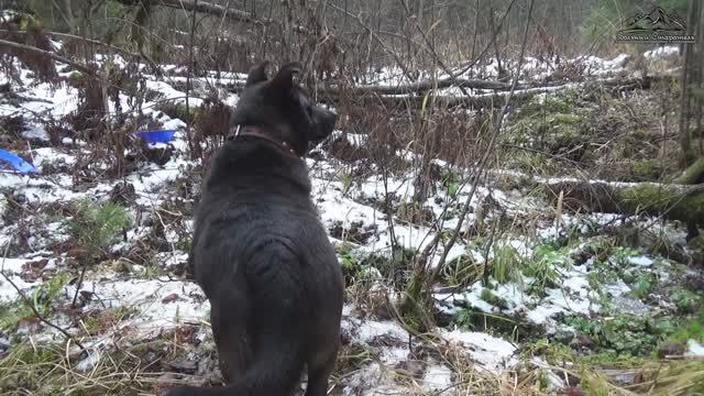 Ручей лесной (часть первая)