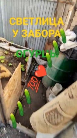 БЮДЖЕТНО  ( тоесть даром ) ОГУРЦЫ КУРАЖ 🥒🥒🥒💯❤️...