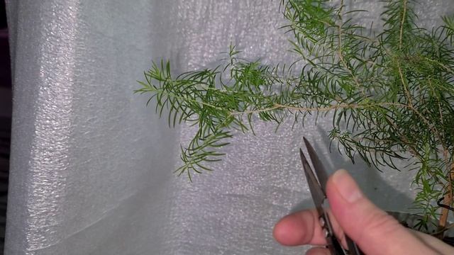 Альтернифолия 5