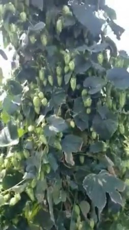 Hops Bine - Indian Ladder Farm