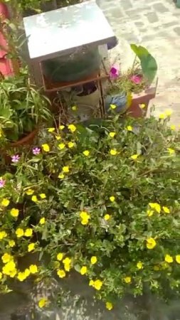 yellow purslane flowering #short #youtube #short video #viralvideo