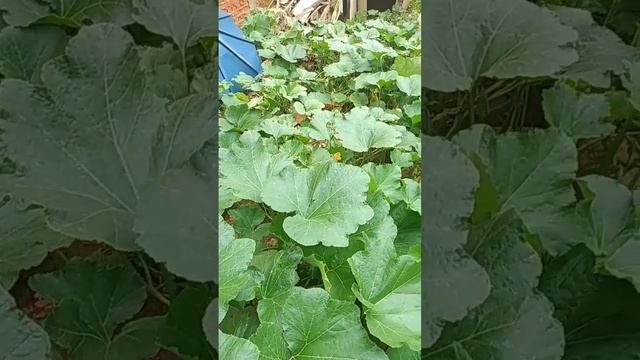 plantação de abobrinha verde! #sustentabilidade #hortaorganica #horta #abobrinha