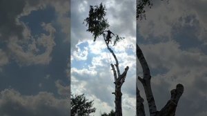 Удаление дерева арбористом в Саратове