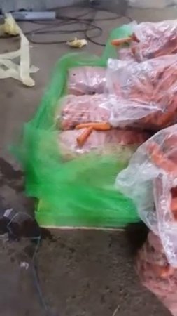 Видео морковь Иран