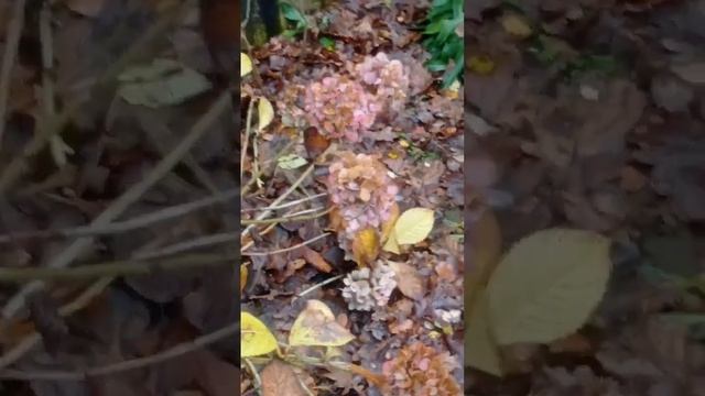 16.11 бузульник  календарь декоративности , укрываю  гортензии #сад #garden #дача #nature #flower