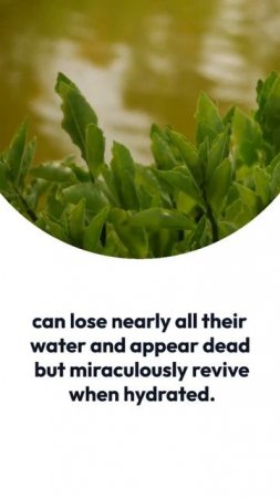 The Wonders of Plant Resilience