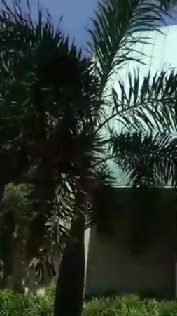 How to care a Foxtail palm/wodyetia bifurcata
