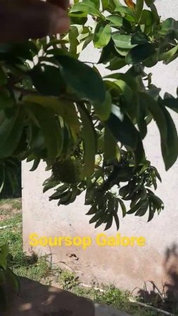 Soursop Fruiting