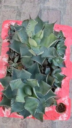 SEE Beautiful Cactus #cactus #gardening #plants #bloomingcraft