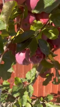 #shortvideo #Small Apple 🍎Tree#with #louds Of Apple 🍎