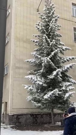 Одинокая ель, усыпанная снегом