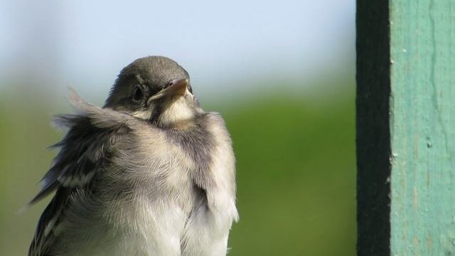 В ожидании мамы