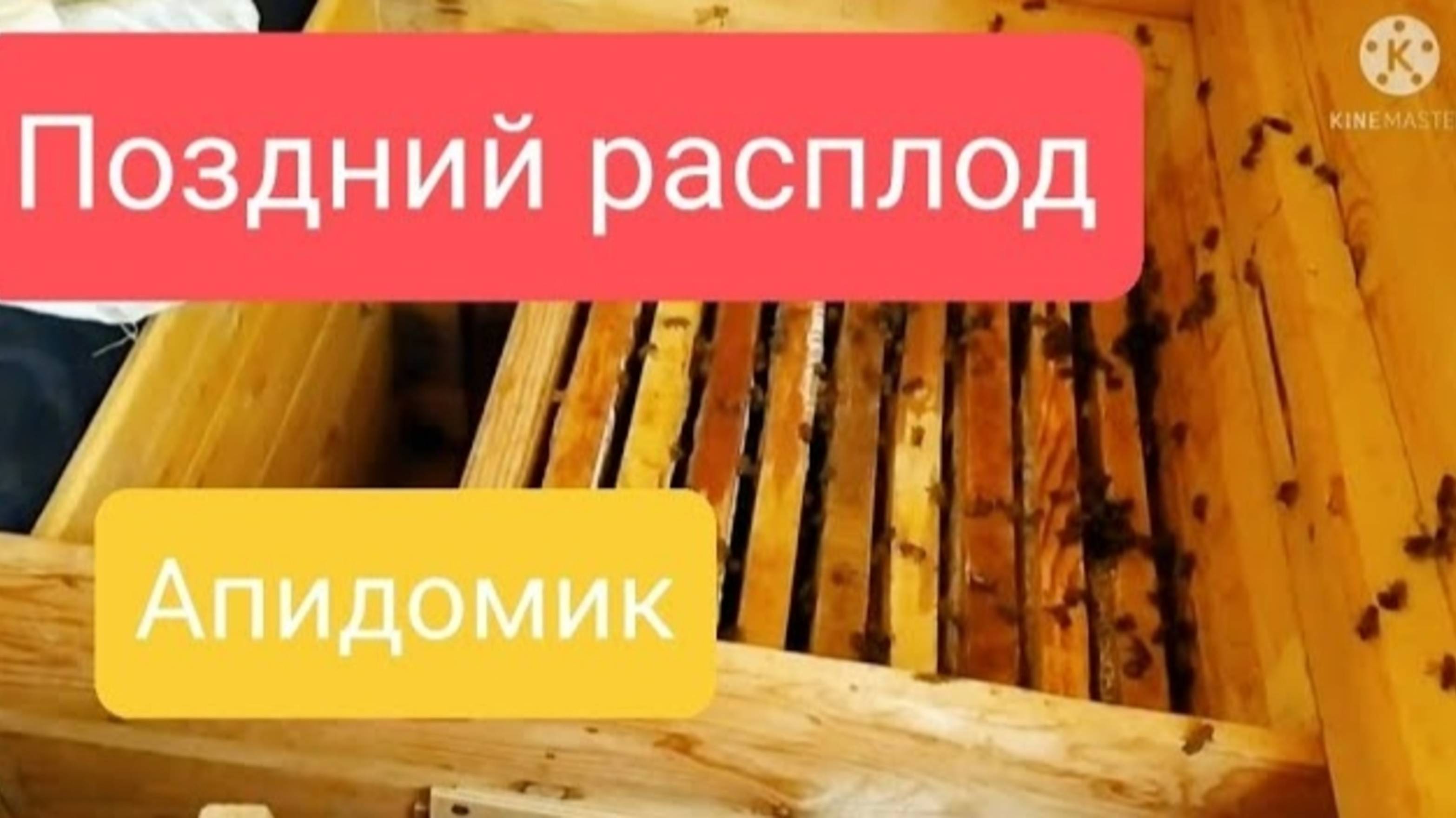 Поздний расплод у пчёл. Что делать?