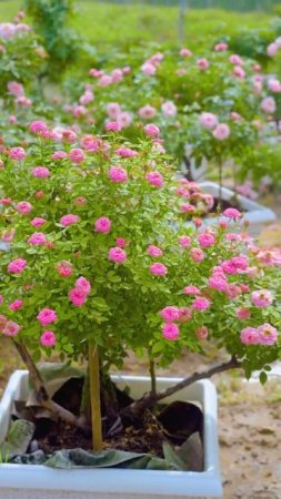 hoa hồng giá rẻ 0386700914