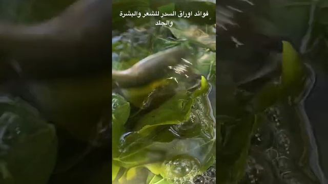 السدر للشعر والبشرة والجلد والوجه والصحة العامة