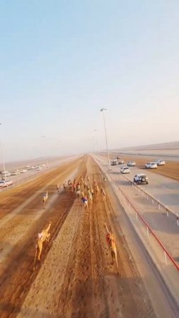 Camel racing! Look at this FPV Drone footage