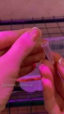 Рассада петунии. Как сеять петунию????