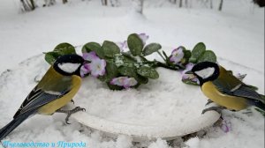 Видео для Котов (31.12.2024 года) Кормушку посетили Синички и Воробьи