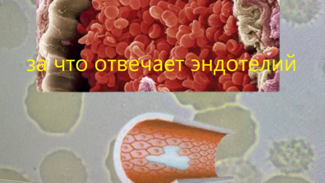 какие у вас сосуды? просто о сложном