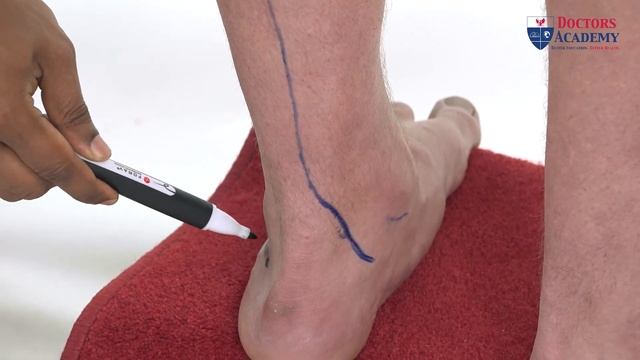 Tibial and Sural Nerve Surface Anatomy | Professor Stuart Enoch ...