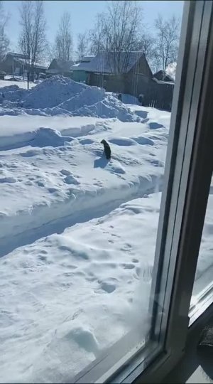 Голодный соболь пришел к людям