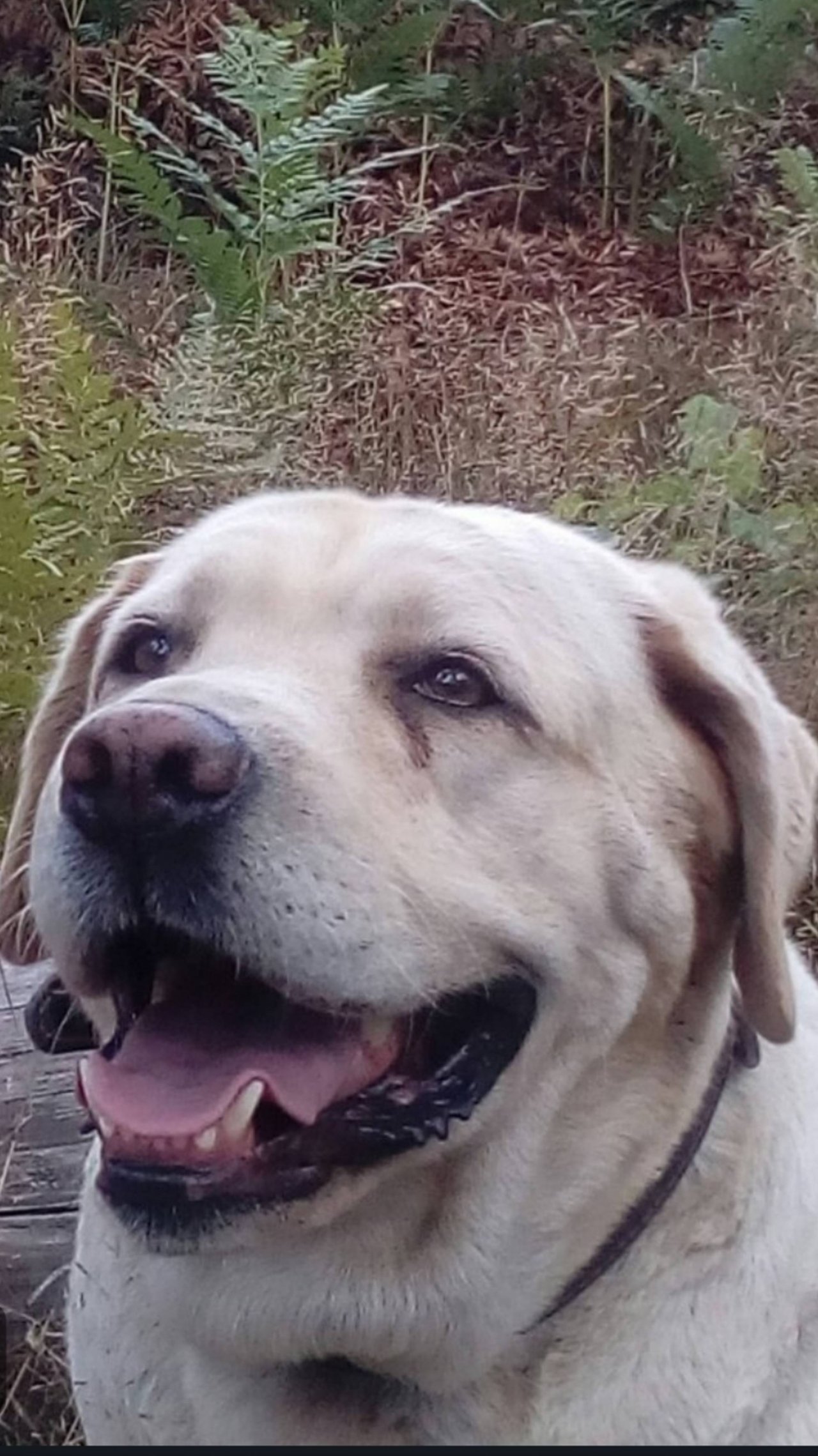 джесси 31 марта 2021